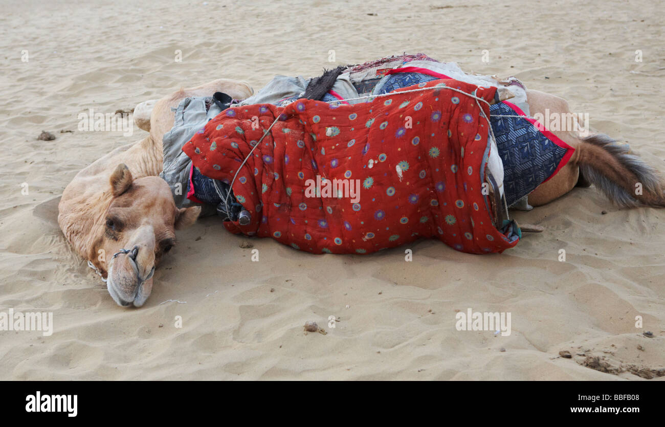 Schlafen Kamel Rajasthan Indien Stockfotografie - Alamy