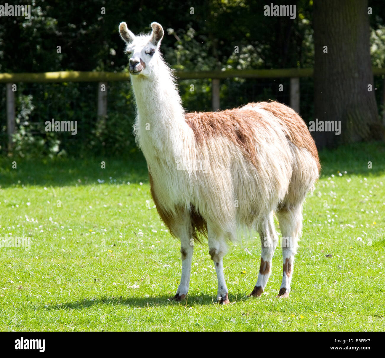 Lama farm -Fotos und -Bildmaterial in hoher Auflösung – Alamy