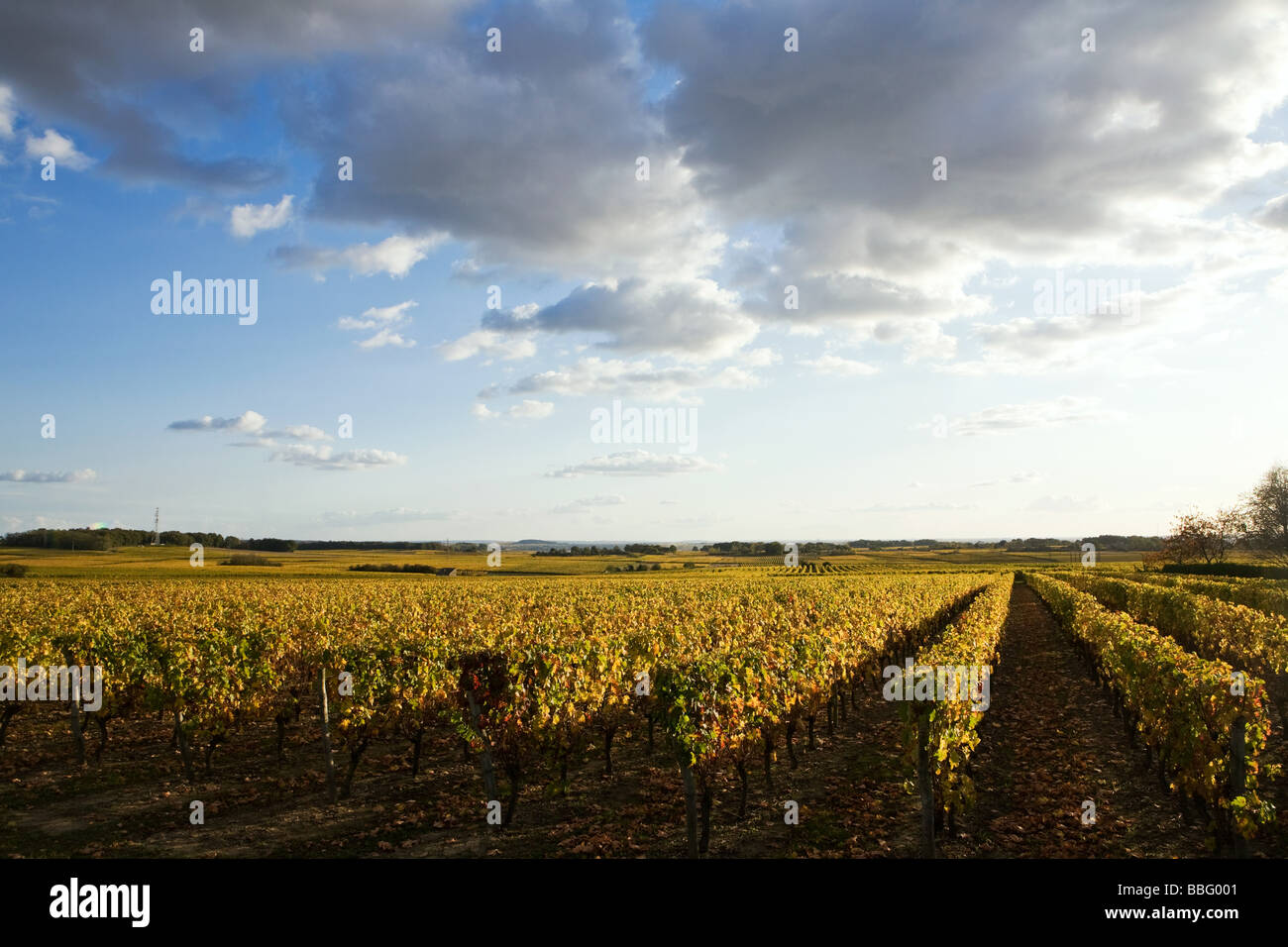 Weinberg In Frankreich Stockfotos und -bilder Kaufen - Alamy