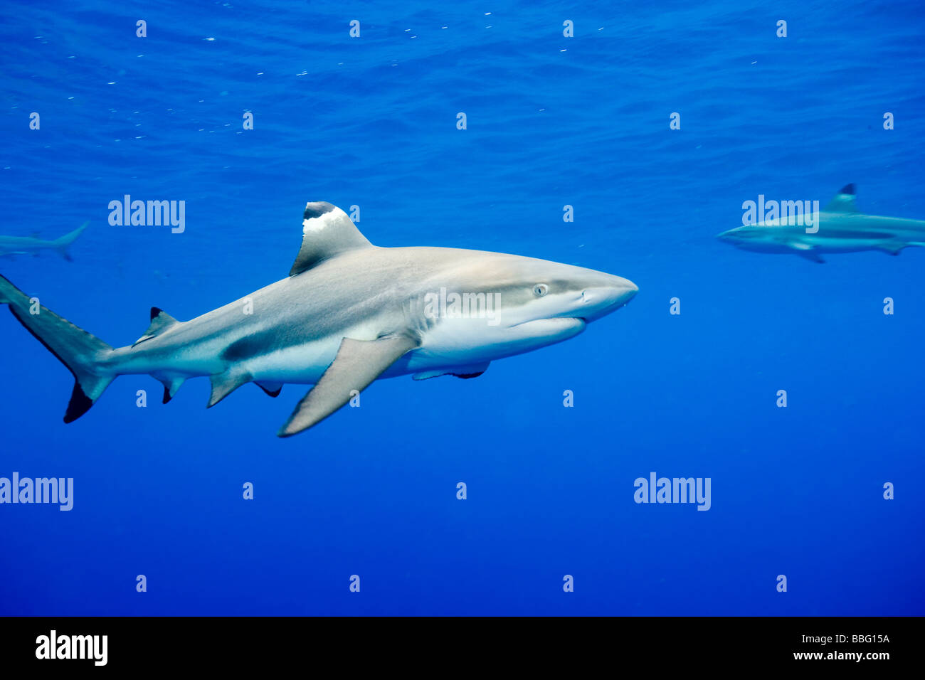 Schwarzspitzen riffhai profil -Fotos und -Bildmaterial in hoher ...