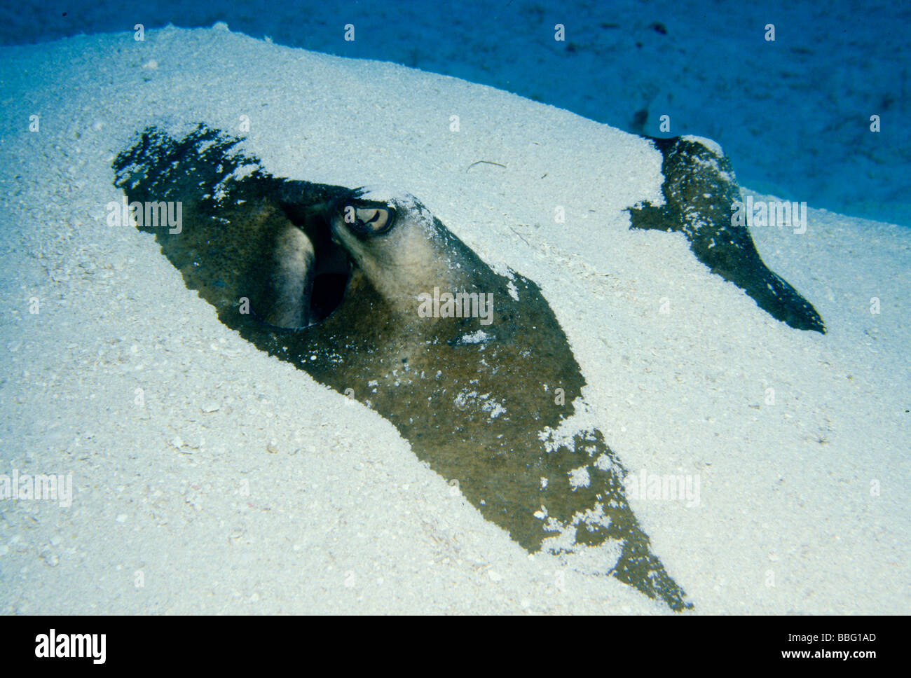 Stachelrochen im ozean -Fotos und -Bildmaterial in hoher Auflösung – Alamy
