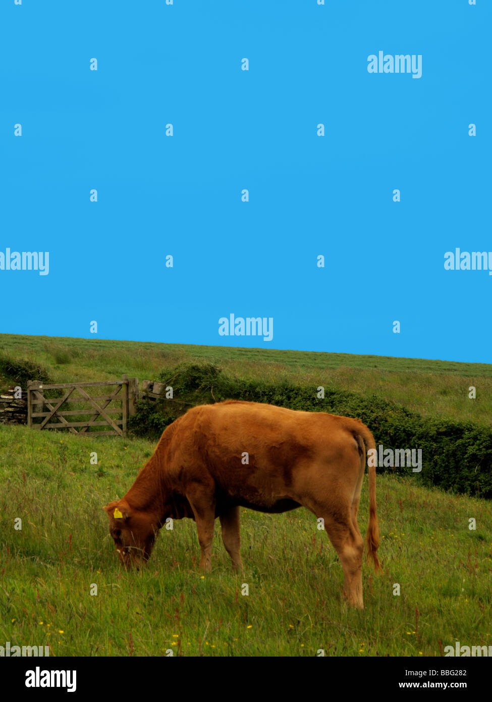 Kuh oben -Fotos und -Bildmaterial in hoher Auflösung – Alamy