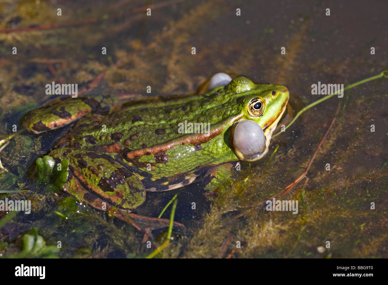Grasfrosch mit aufgeblasenem stimmsack -Fotos und -Bildmaterial in ...