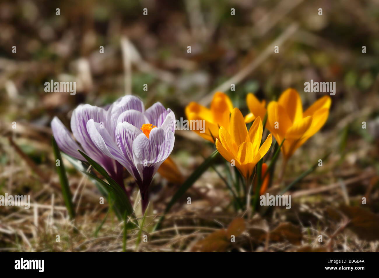 Arten krokus -Fotos und -Bildmaterial in hoher Auflösung – Alamy