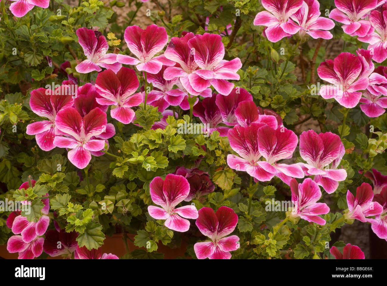 Geraniaceae blumen blume pflanzen pflanzen horocultural roberto nistri ...
