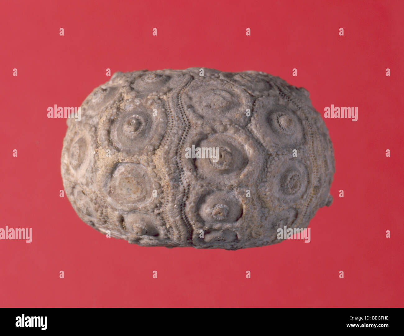 Fossile Seeigel (Cidaris SP.) in Jurassic Corallium Kalkstein, Malton ...