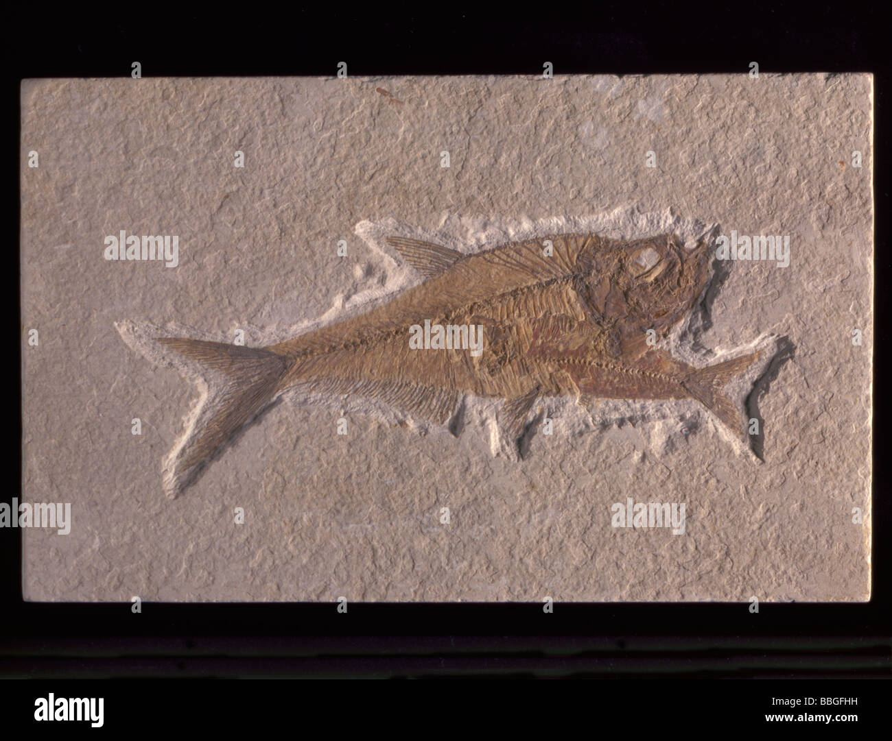 Fossil fish skeleton -Fotos und -Bildmaterial in hoher Auflösung – Alamy