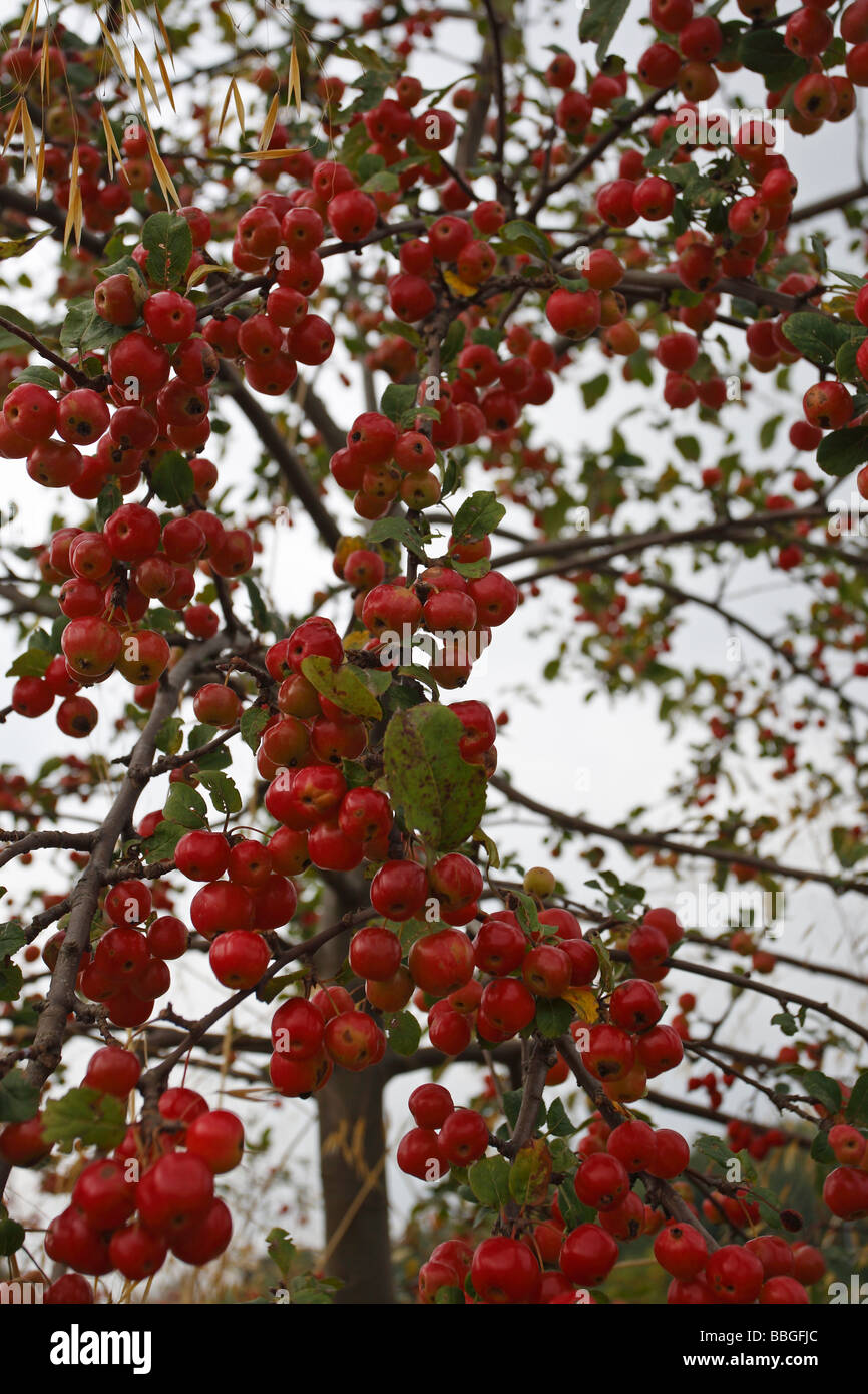 Zier apfelbaum -Fotos und -Bildmaterial in hoher Auflösung – Alamy