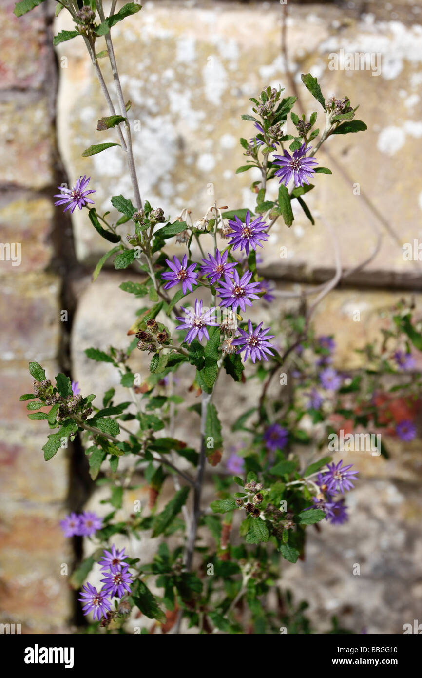 Cistus cyprius -Fotos und -Bildmaterial in hoher Auflösung – Alamy