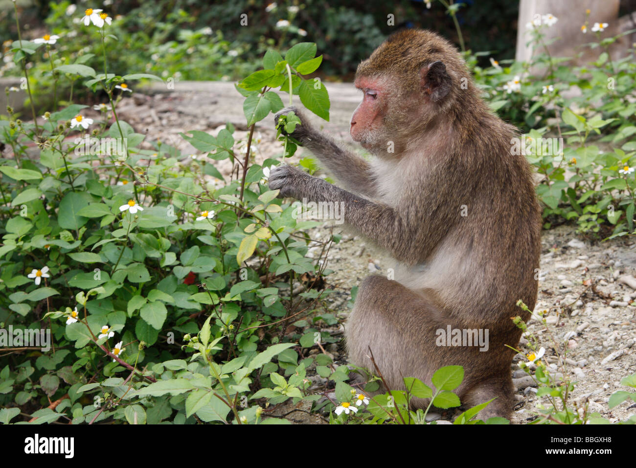 'Rhesus-Makaken' Affe [Macaca Mulatta] sitzen Essen Pflanze Blätter ...