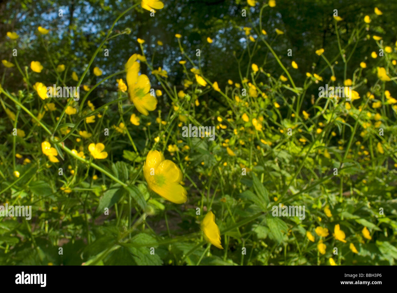 Ranunculus acris -Fotos und -Bildmaterial in hoher Auflösung – Alamy