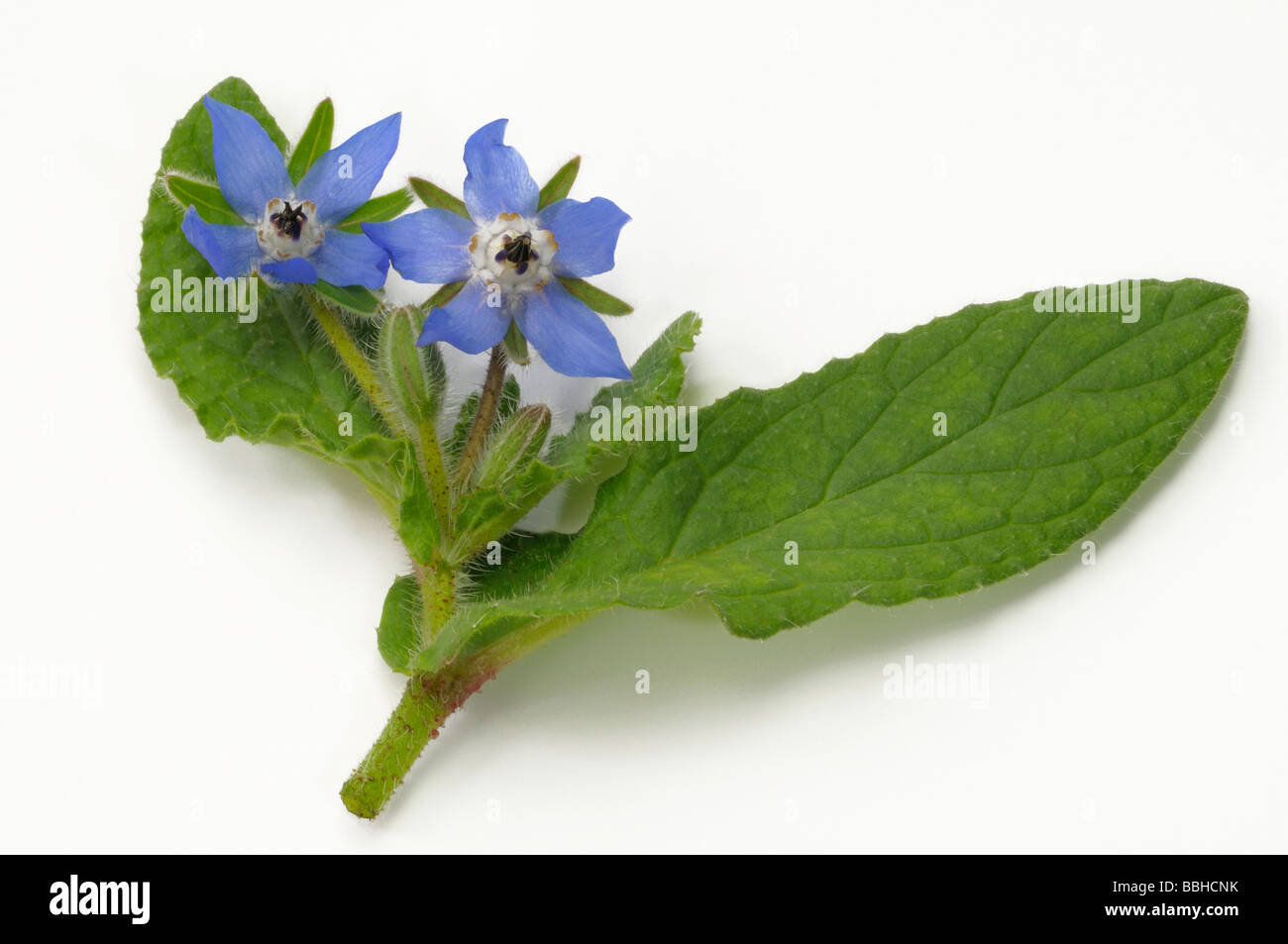 Borretsch (Borrango Officinalis), Blumen und Blätter, Studio Bild ...
