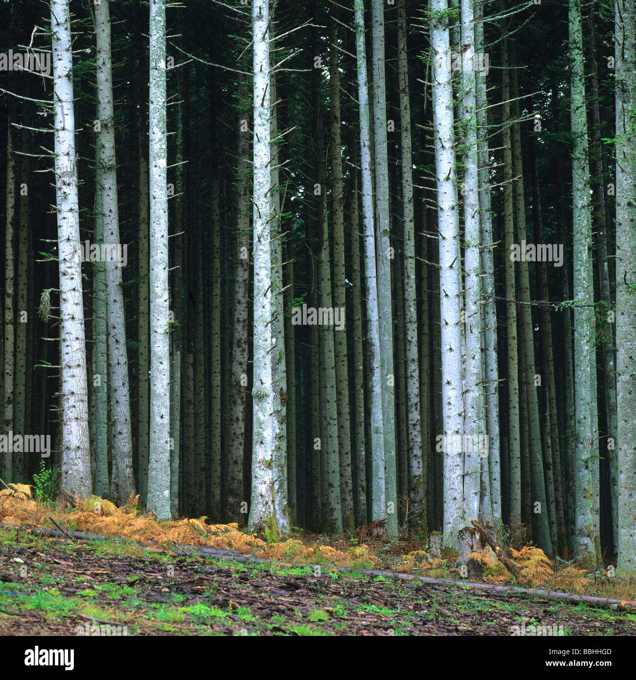 Reihe von tannen -Fotos und -Bildmaterial in hoher Auflösung – Alamy