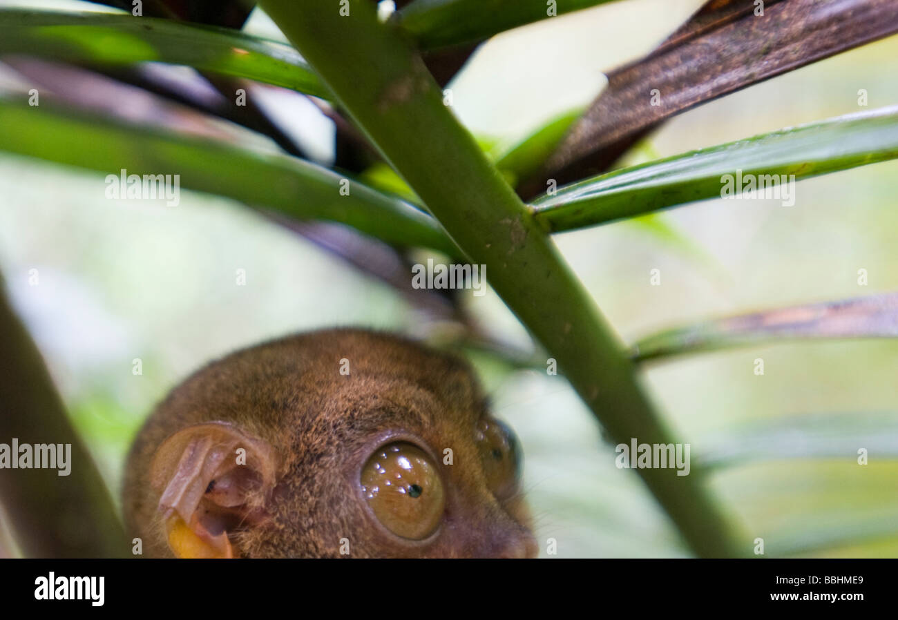 Philippinischer tarsier tarsier tarsius syrichta primate affe weltweit ...