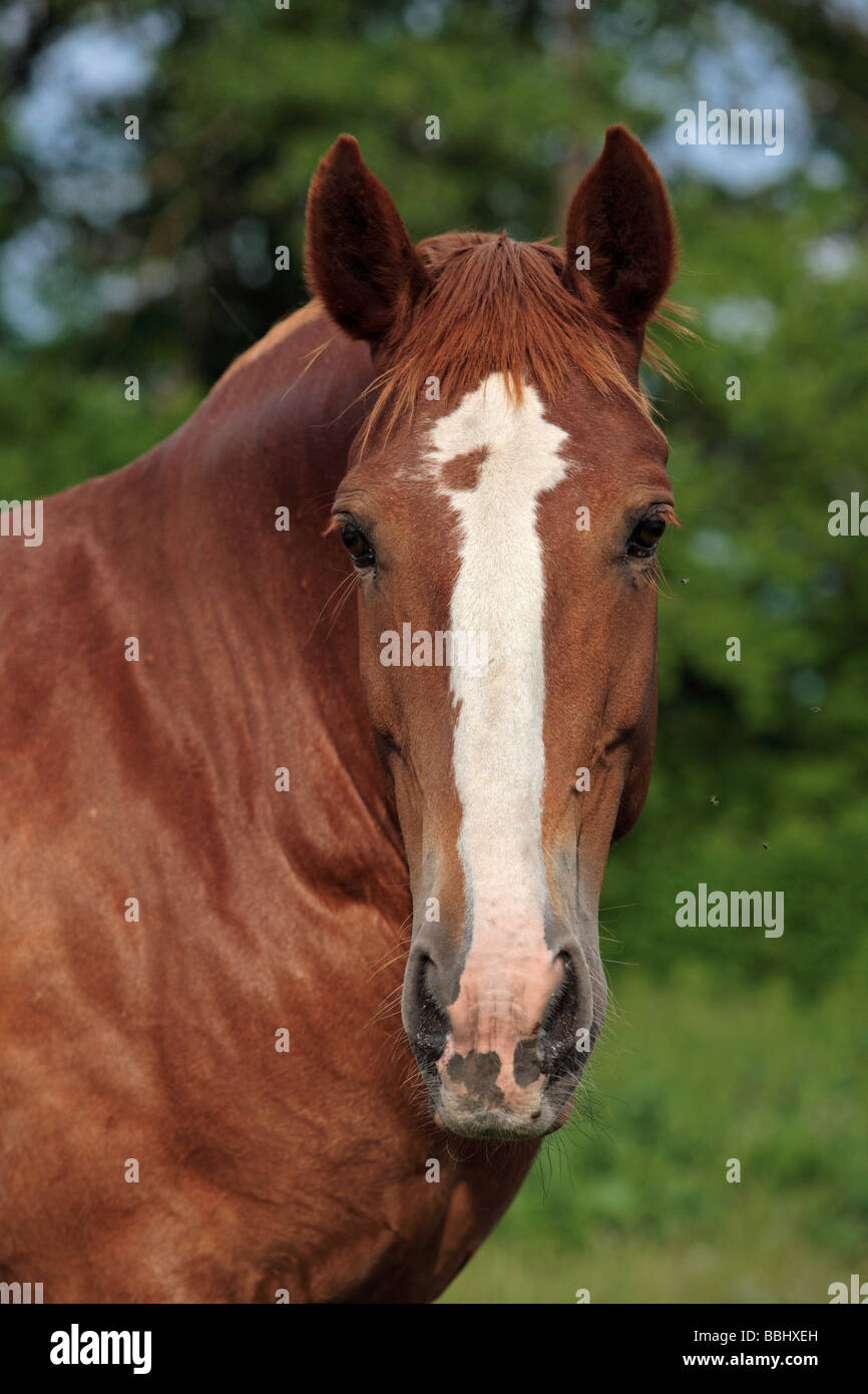Haflinger pferd -Fotos und -Bildmaterial in hoher Auflösung – Alamy