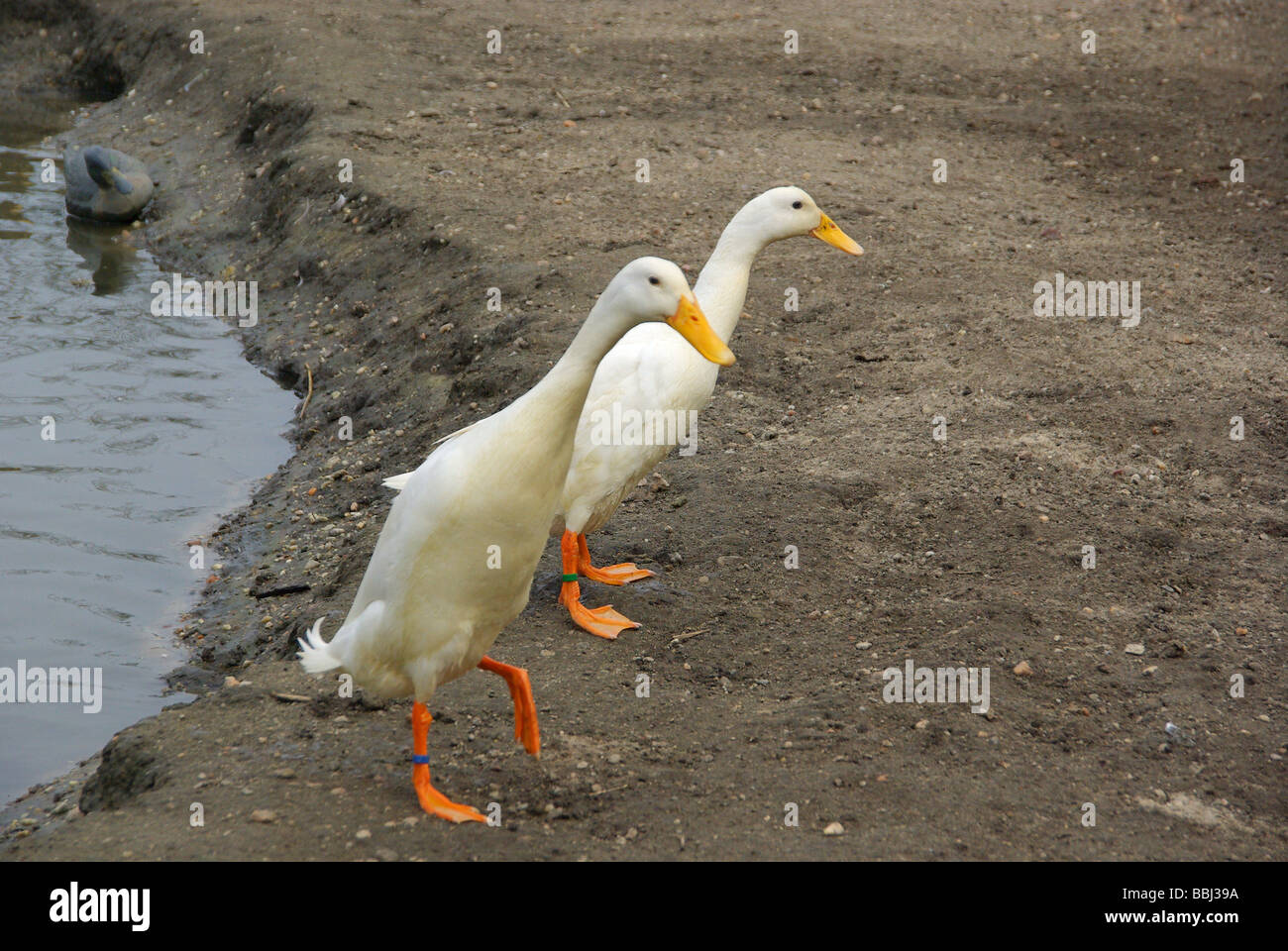 Indische läufte -Fotos und -Bildmaterial in hoher Auflösung – Alamy
