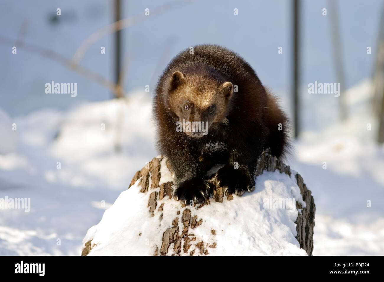 Gulo gulo snow -Fotos und -Bildmaterial in hoher Auflösung – Alamy