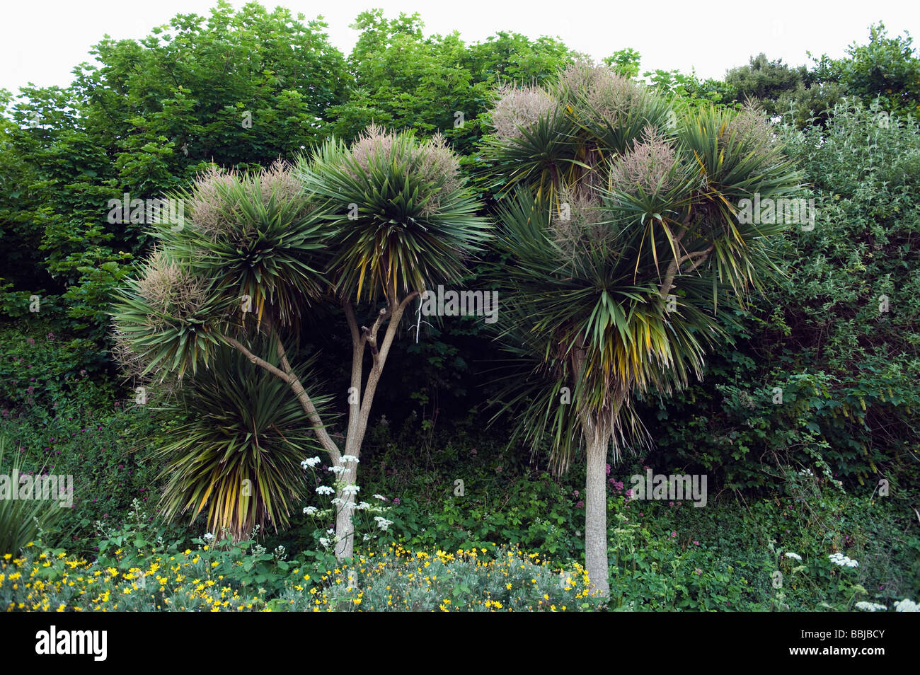 Cordyline Australis Stockfotos und -bilder Kaufen - Alamy