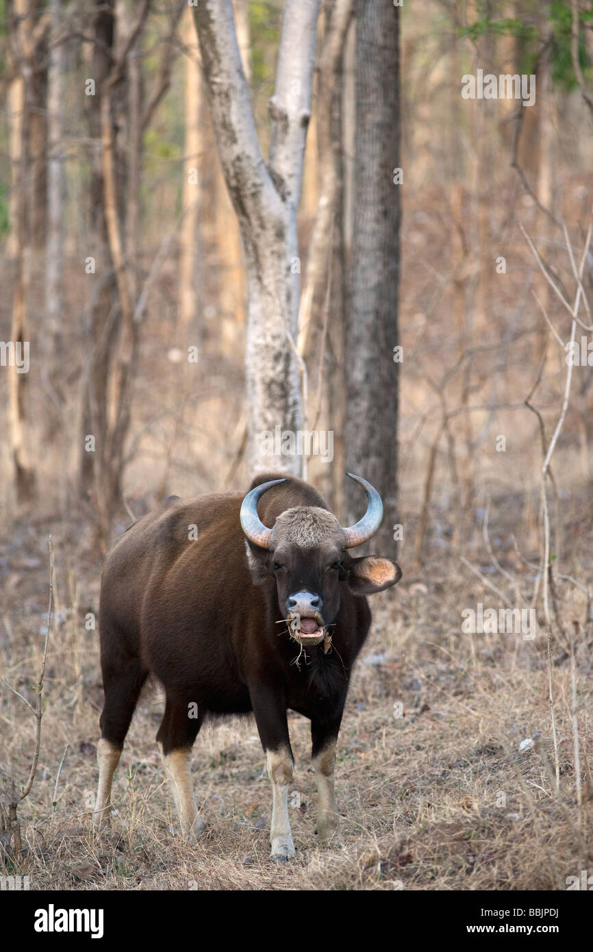 Gaur mit horn -Fotos und -Bildmaterial in hoher Auflösung – Alamy