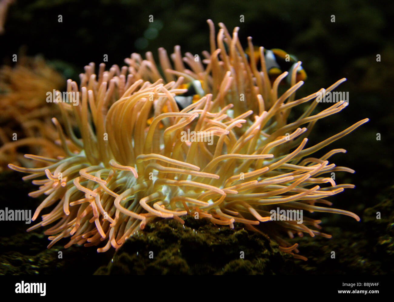Orange Clownfische aka Anemonenfisch Amphiprion Percula. Prächtige ...