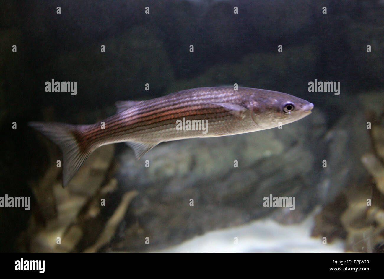Unsere gemeinsamen fische -Fotos und -Bildmaterial in hoher Auflösung ...
