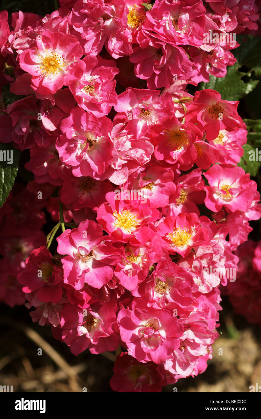 Robin hood rose -Fotos und -Bildmaterial in hoher Auflösung – Alamy