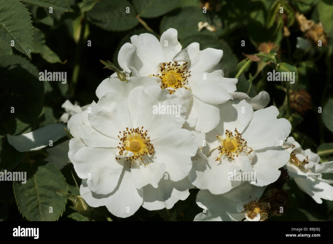 Rose, Alter Garten Rose; " Rosa Alba Semi Plena' Stockfotografie - Alamy