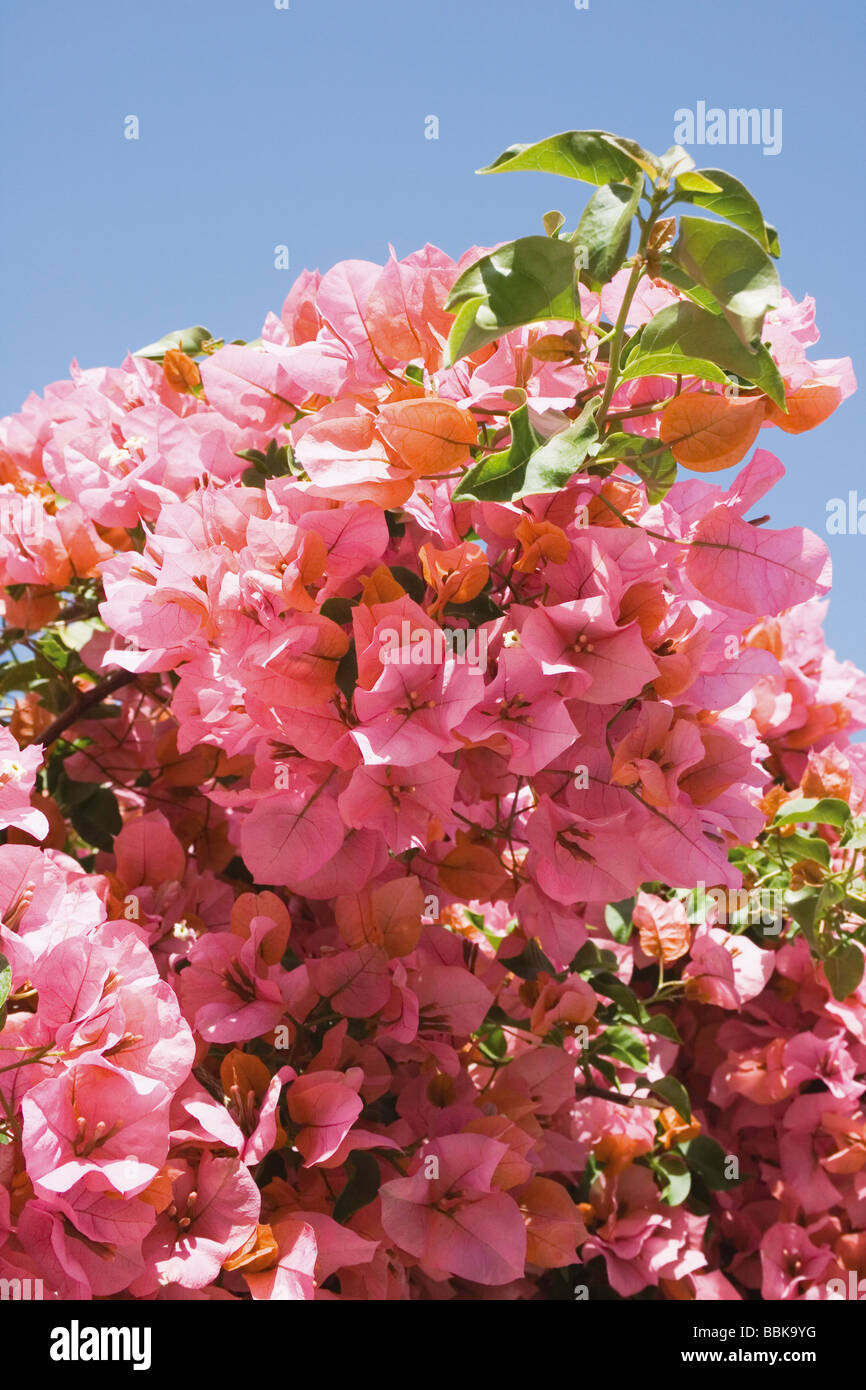 Luxus Bougainvillea Verliert Bluten Fotos