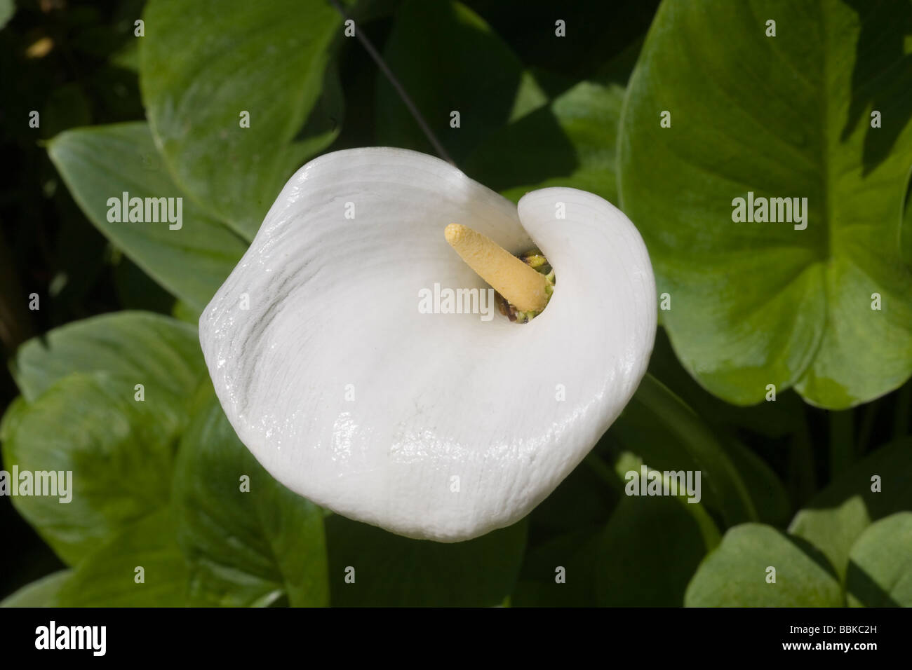 White arum lily -Fotos und -Bildmaterial in hoher Auflösung – Alamy