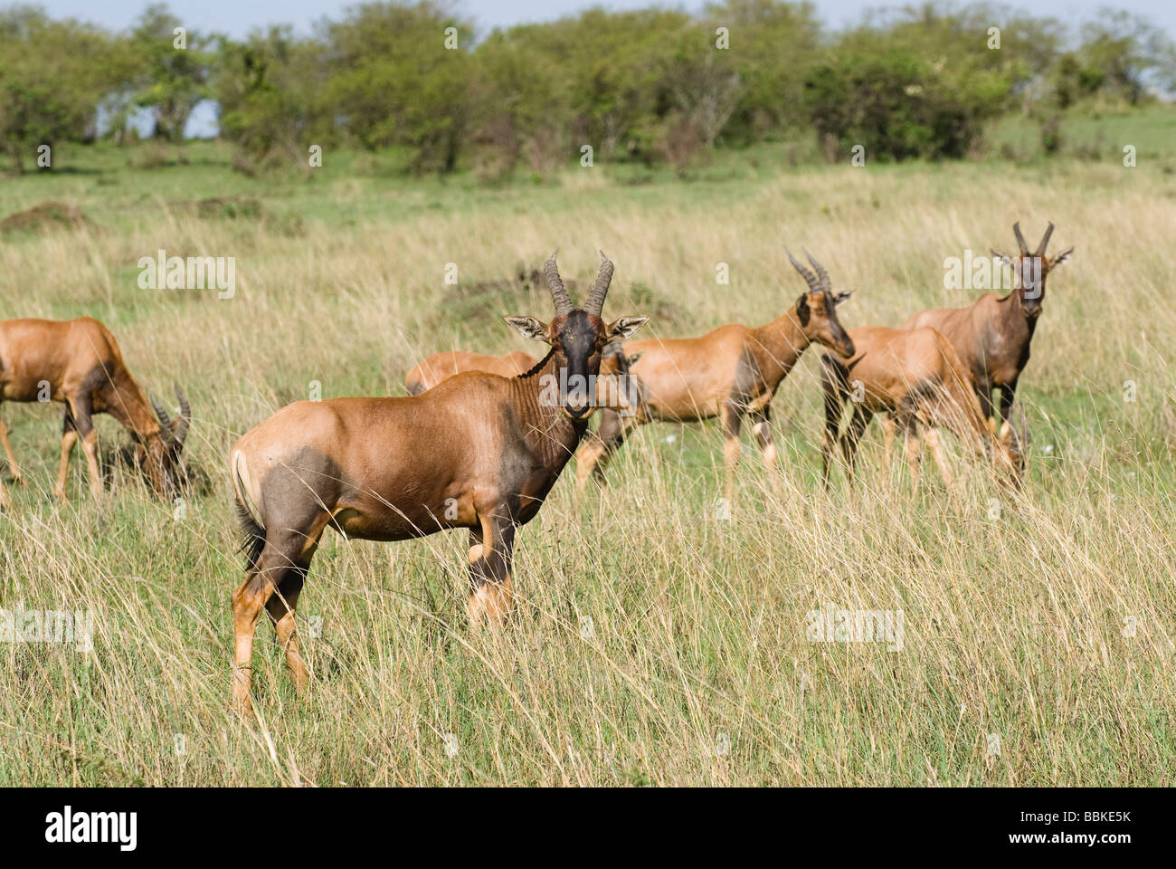 Wilderer afrika -Fotos und -Bildmaterial in hoher Auflösung – Alamy