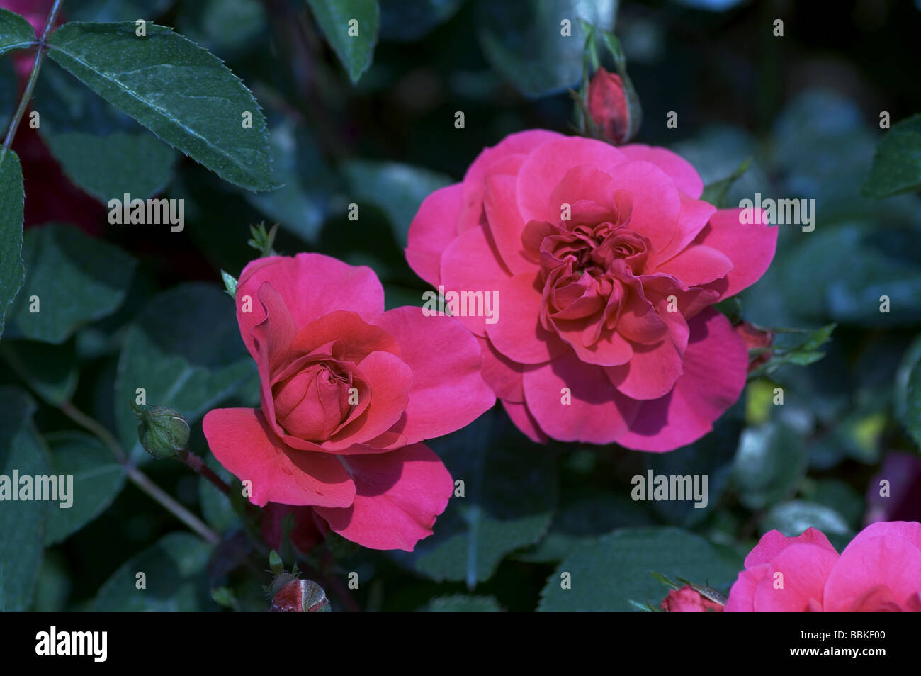 Rosier arbuste -Fotos und -Bildmaterial in hoher Auflösung – Alamy