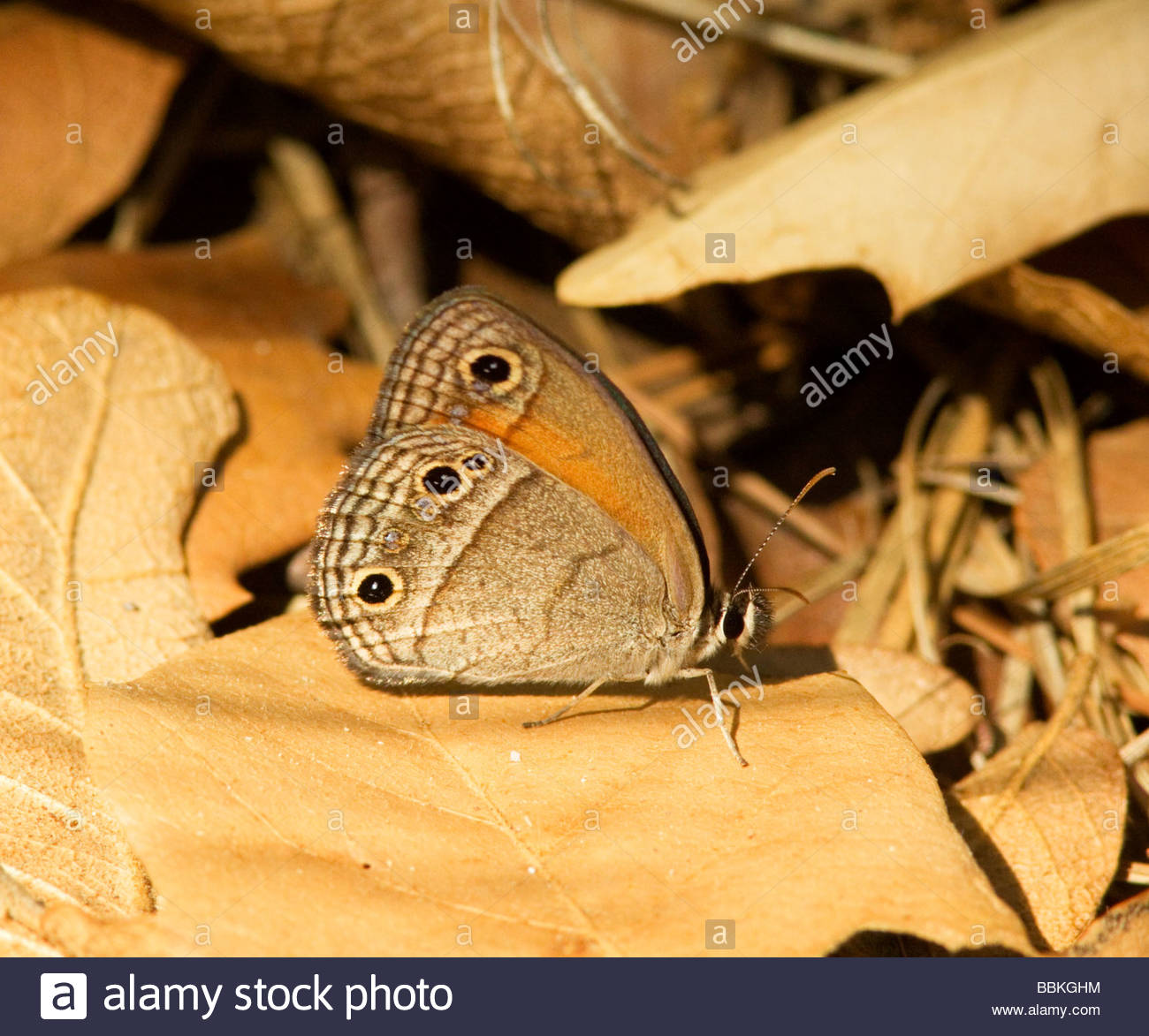 Red Satyr Megisto Rubricata Butterfly Stockfotos & Red Satyr Megisto ...