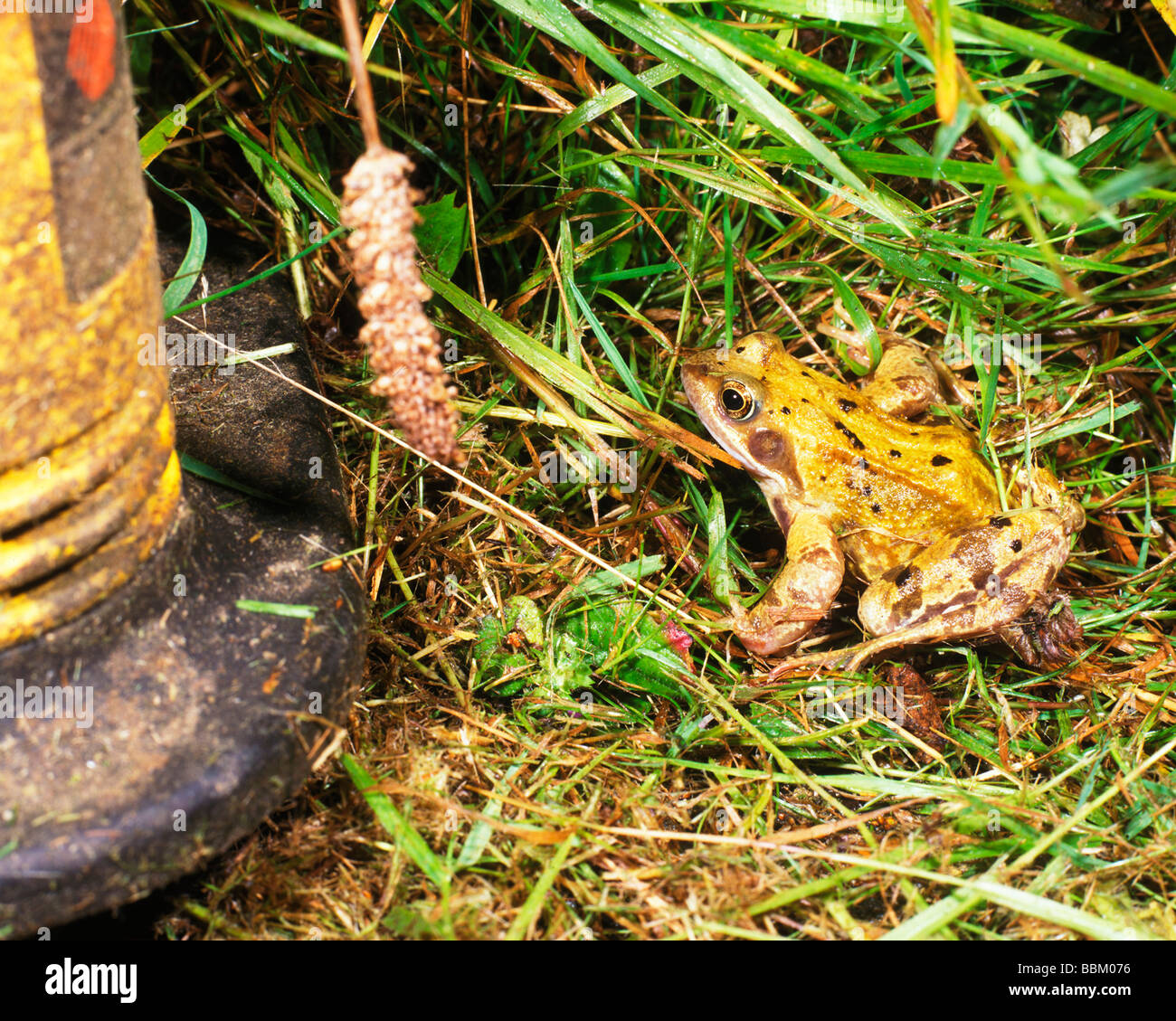 GEMEINSAMEN Frosch Rana Temporia sind oft STRIMMED IN langen GRASS ...