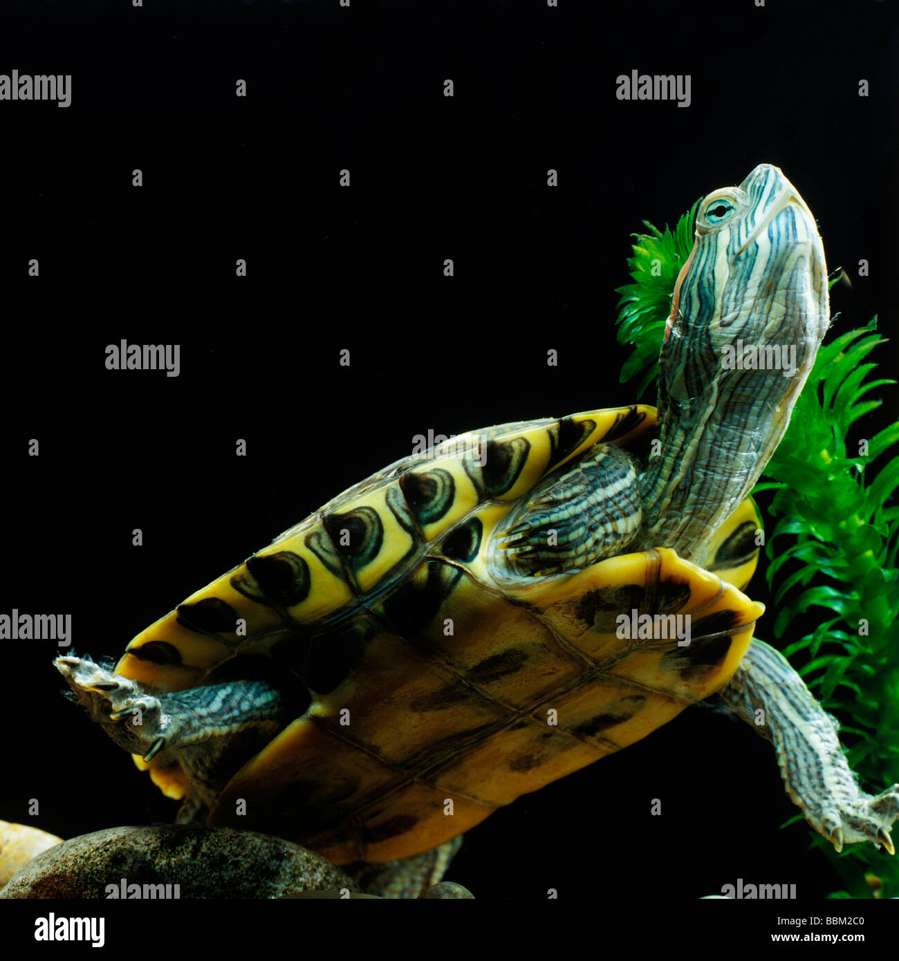 Sonnenbaden oder ruhen unter rot -Fotos und -Bildmaterial in hoher ...