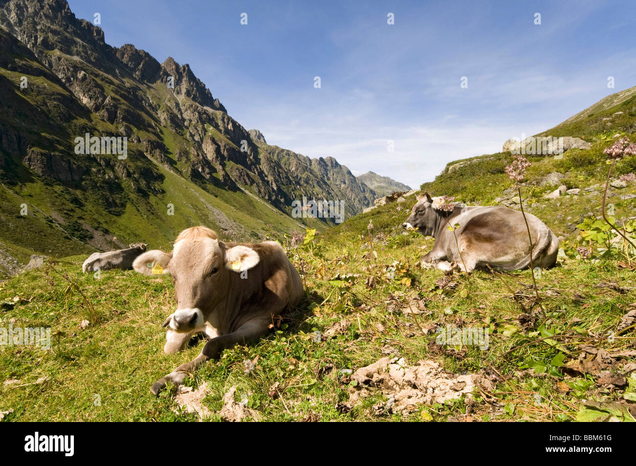 Kühe Auf Der Alm Stockfotos und -bilder Kaufen - Alamy