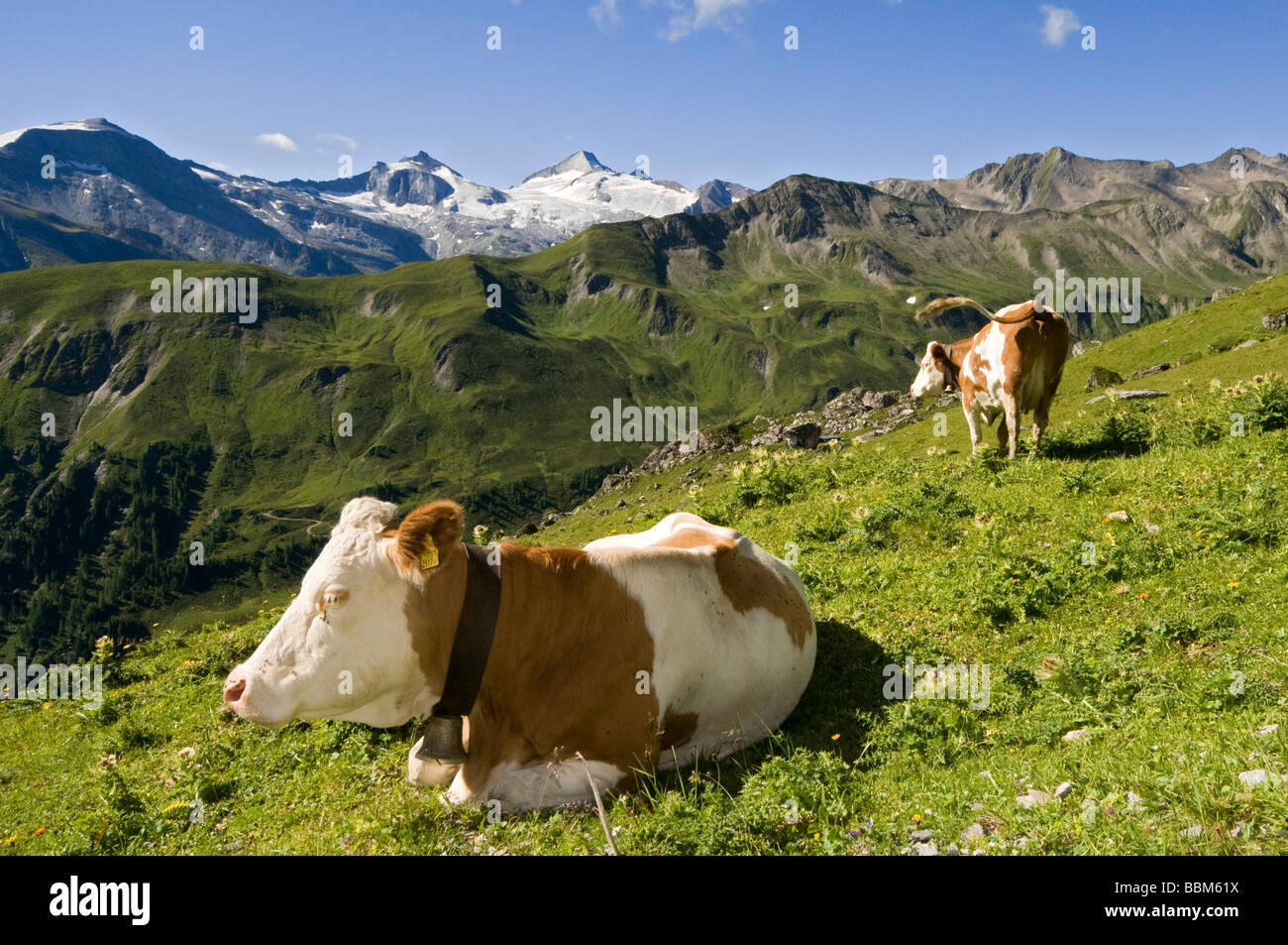 Kühe auf der Weide, Zillertaler Gletscher an der Rückseite, Olperer ... Kühe auf der Weide, Zillertaler Gletscher an der Rückseite, Olperer ...