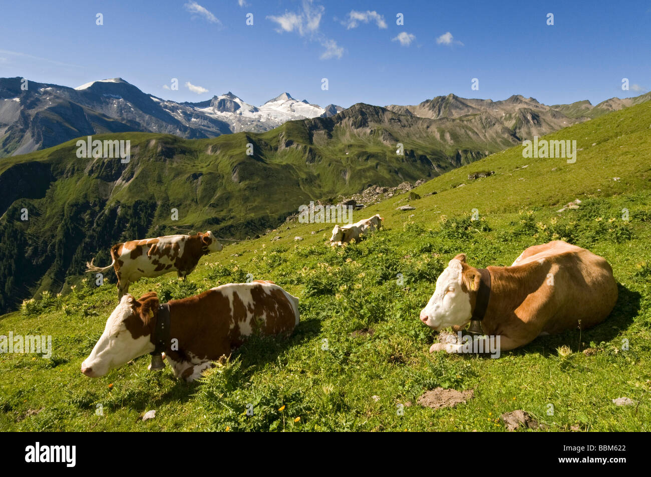 Kühe auf der Weide, Zillertaler Gletscher an der Rückseite, Olperer ... Kühe auf der Weide, Zillertaler Gletscher an der Rückseite, Olperer ...