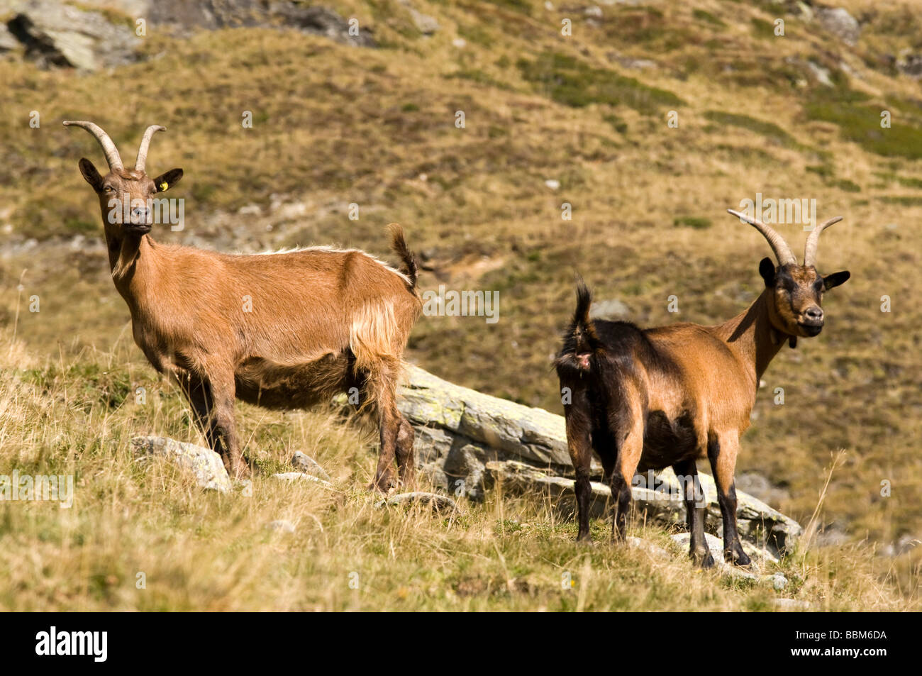Grat ziegen ziegen huftier -Fotos und -Bildmaterial in hoher Auflösung ...