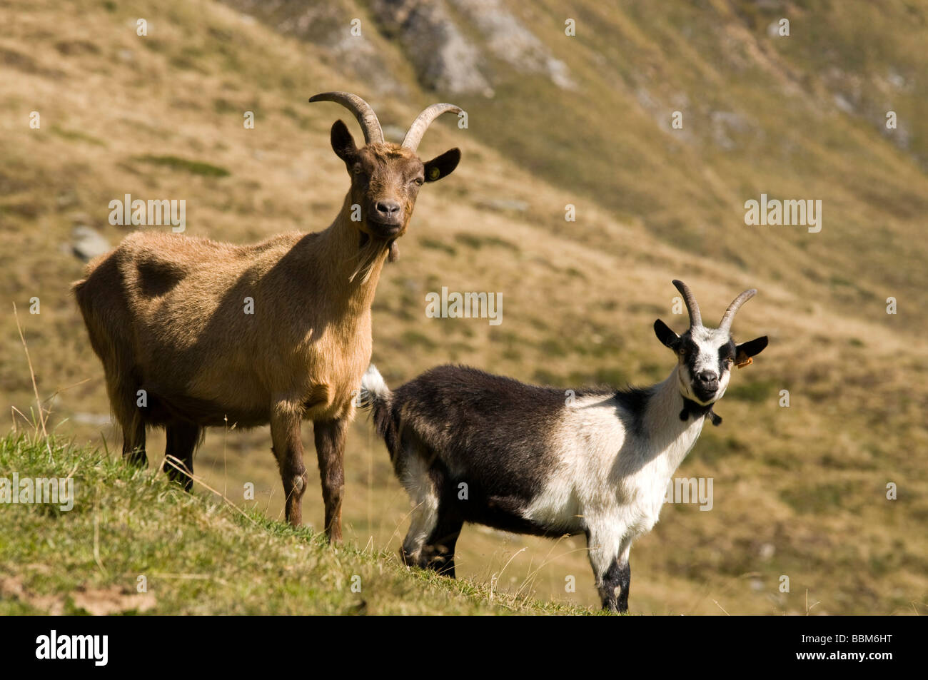 Passeirer Bergziegen, Ober-Glanegg alpinen Weiden, Timmelsjoch Ridge ...