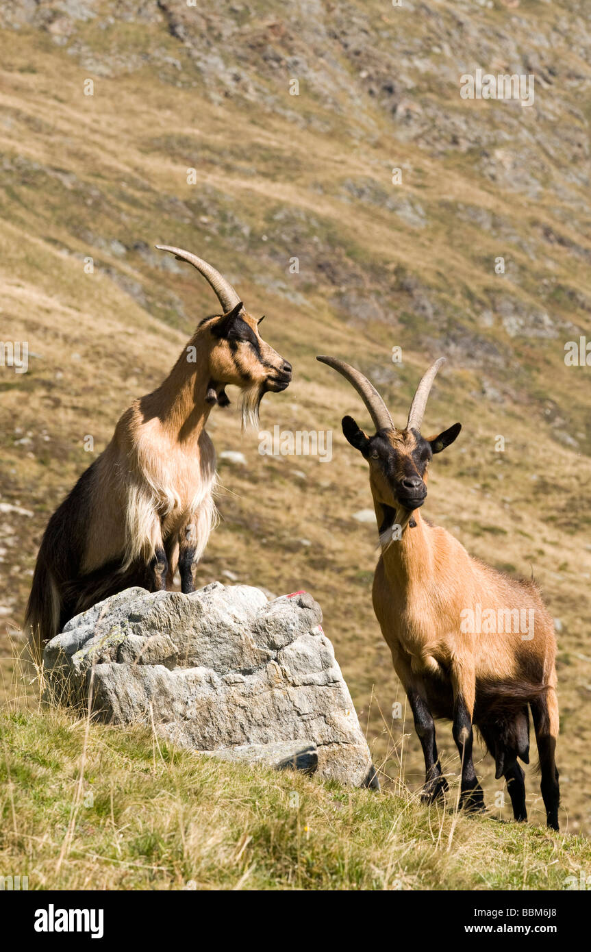 Passeirer Bergziegen, Ober-Glanegg alpinen Weiden, Timmelsjoch Ridge ...