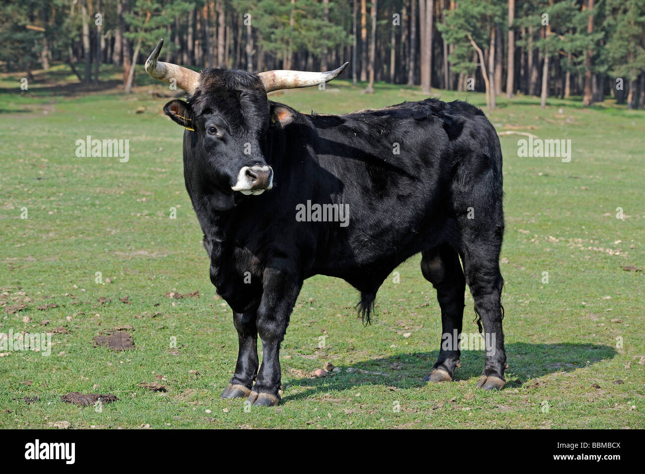 Auerochs bos primigenius ur auerochse -Fotos und -Bildmaterial in hoher ...