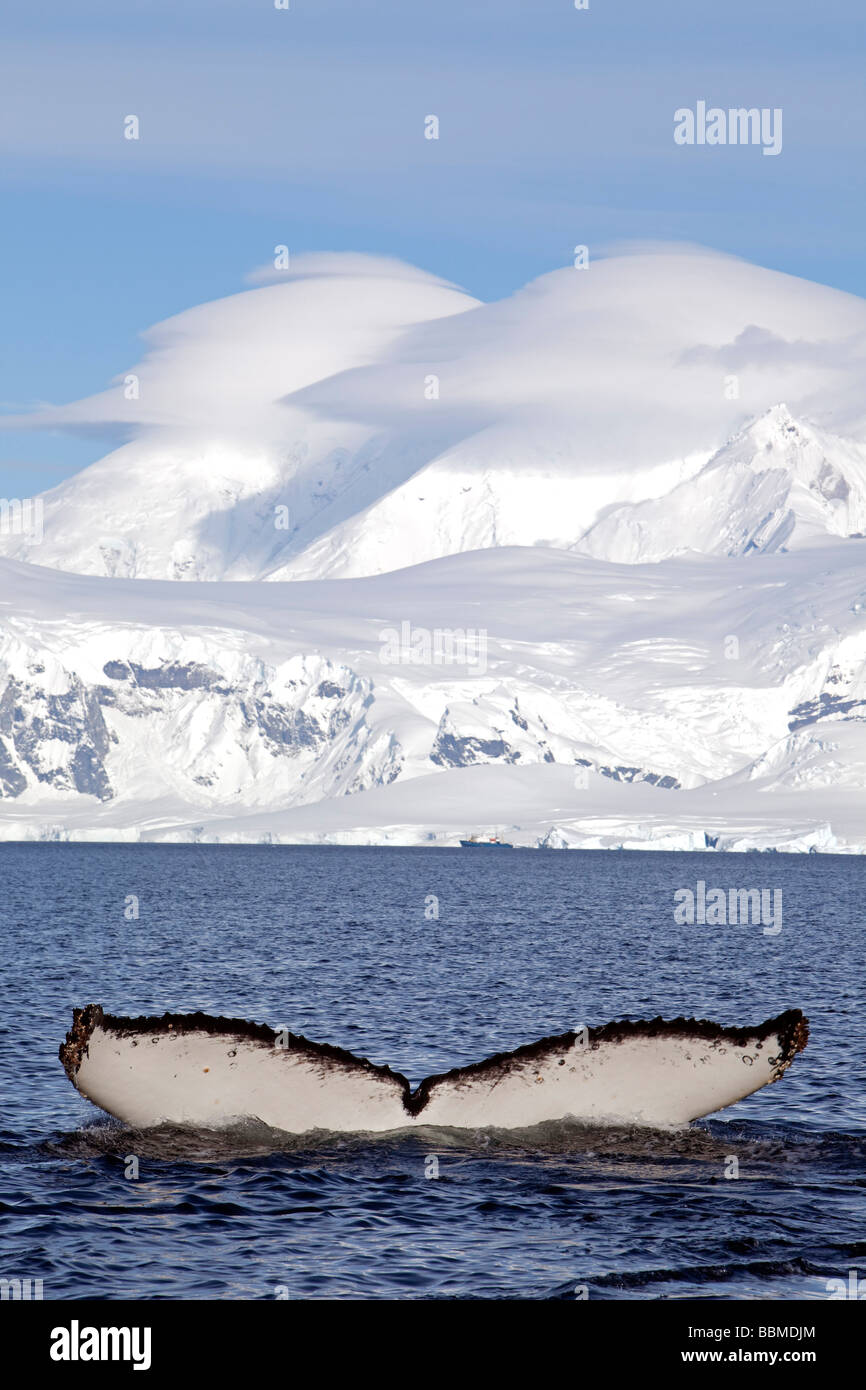 Buckelwal schnauze -Fotos und -Bildmaterial in hoher Auflösung – Alamy