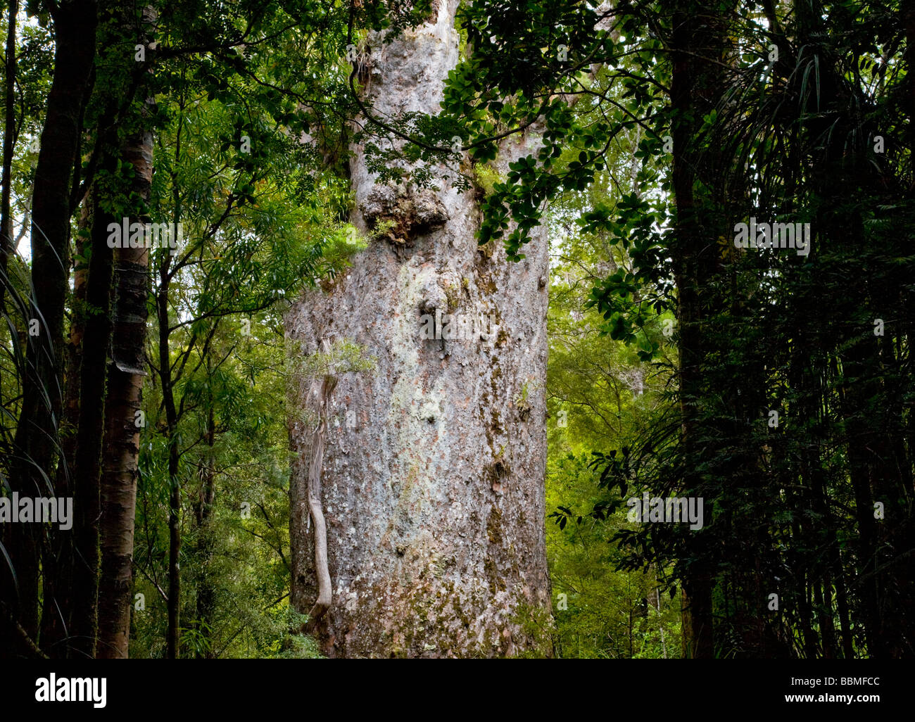 Te matua ngahere -Fotos und -Bildmaterial in hoher Auflösung – Alamy