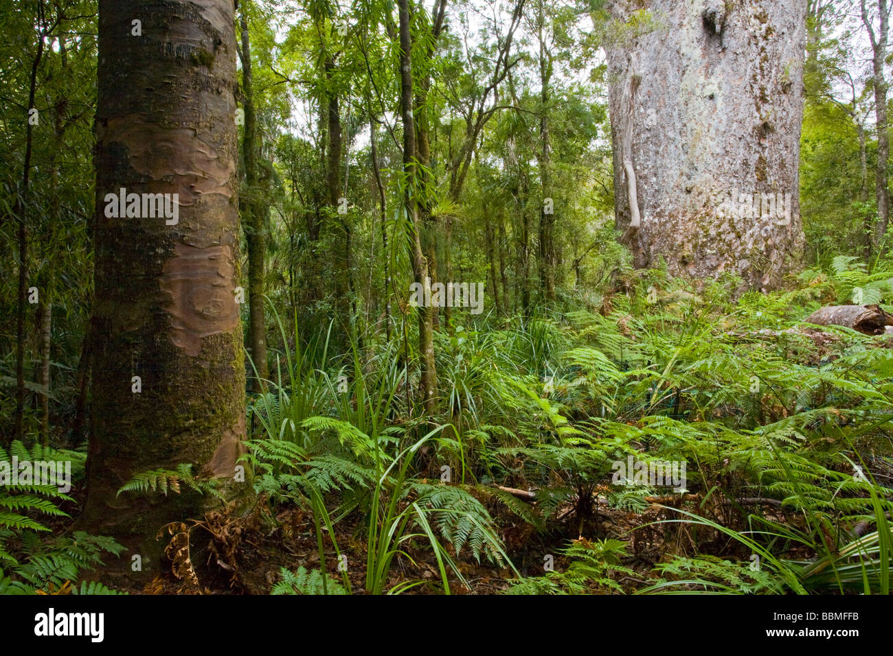 Te matua ngahere -Fotos und -Bildmaterial in hoher Auflösung – Alamy