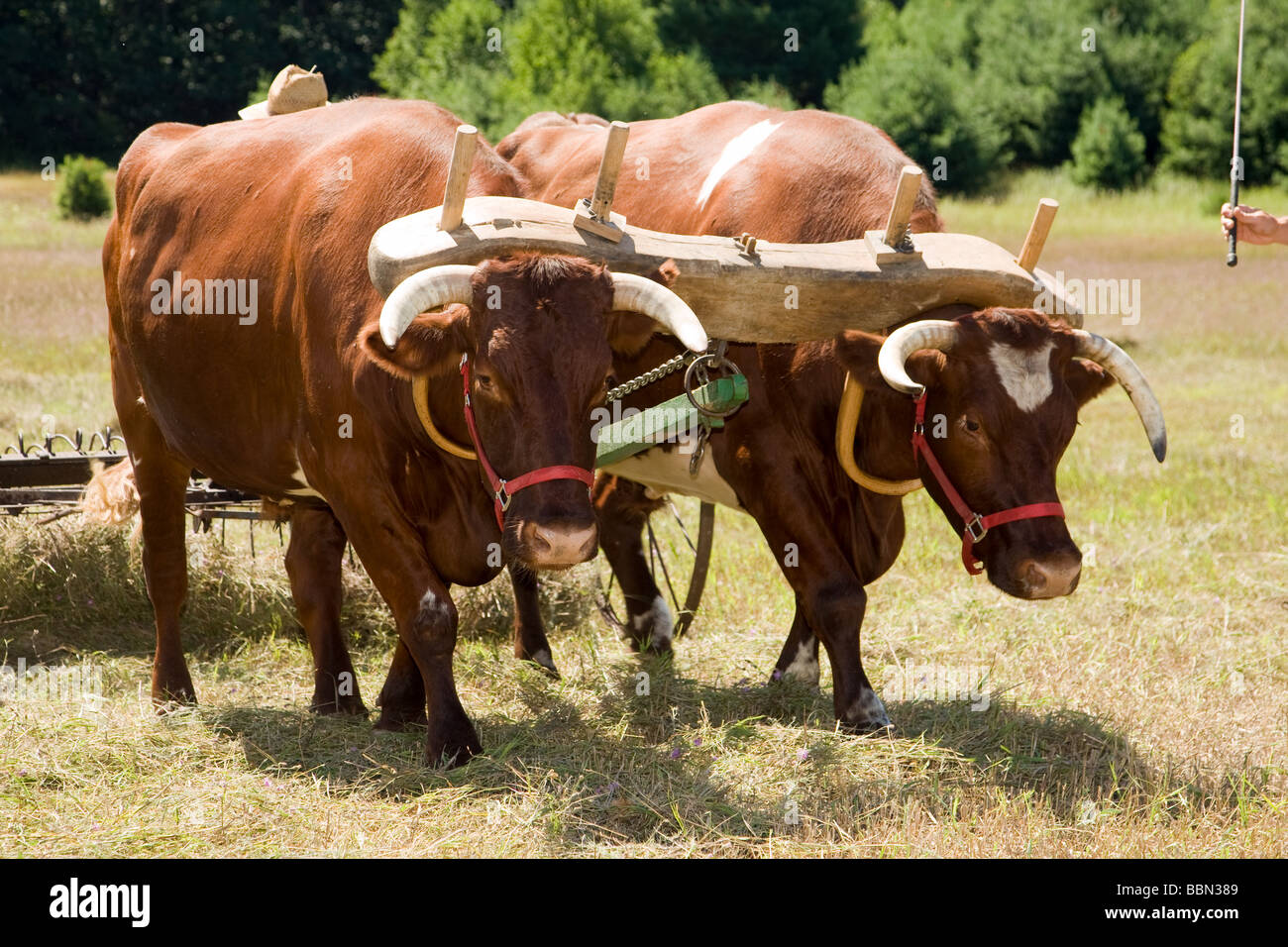 Joch Von Ochsen Stockfotos und -bilder Kaufen - Alamy