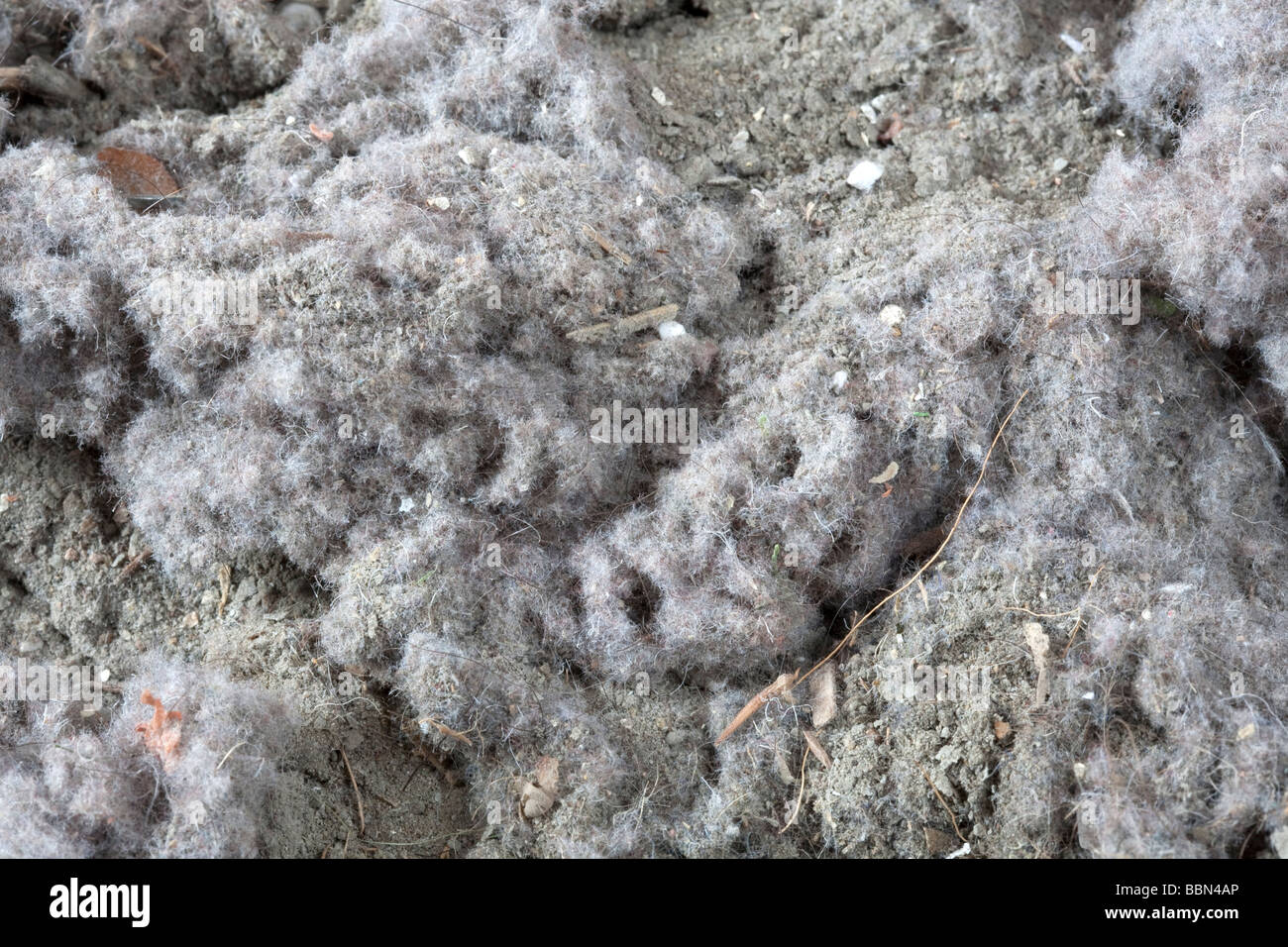 Staub dreck grau dusting usedustust -Fotos und -Bildmaterial in hoher ...