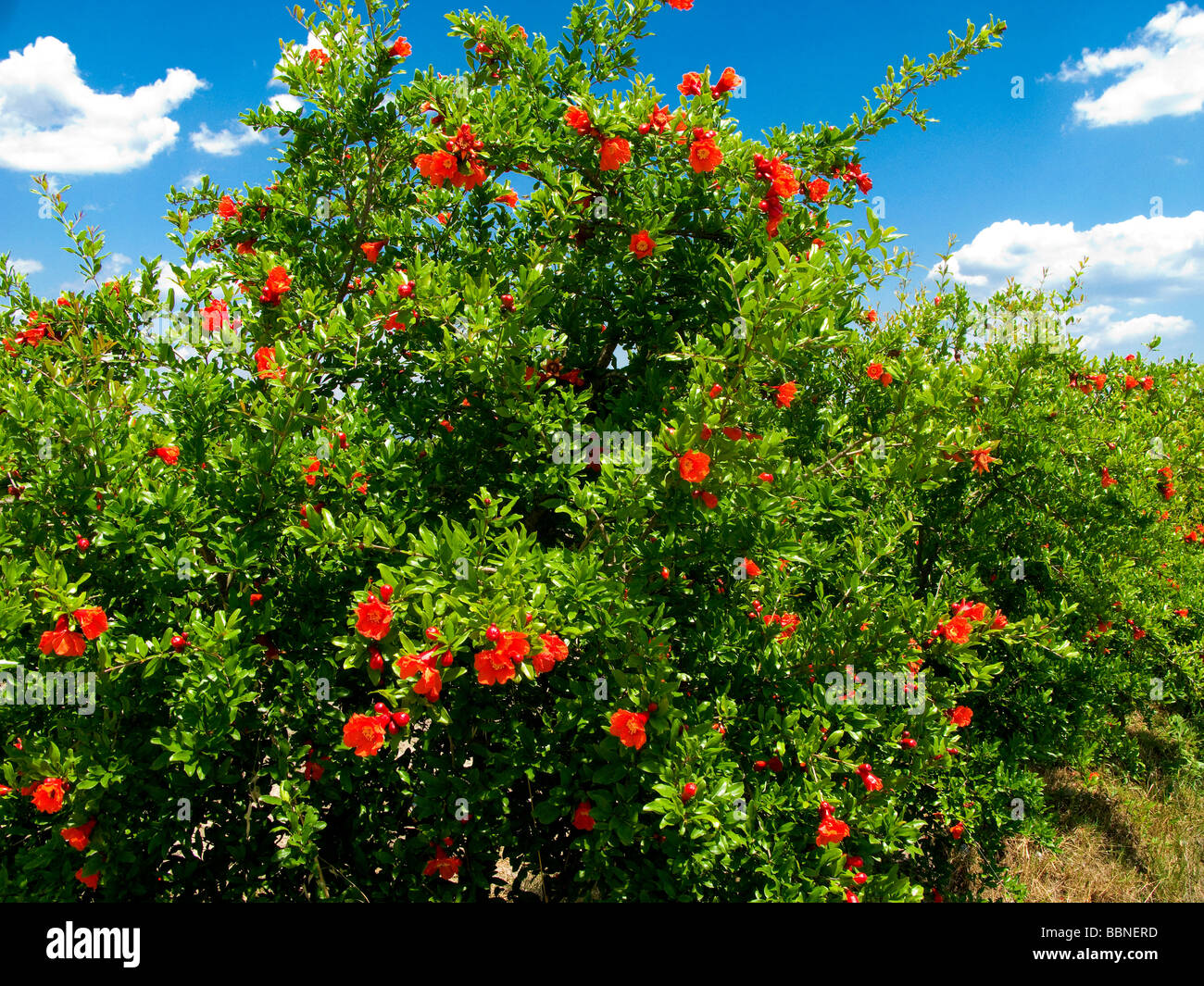 Granatapfel baum -Fotos und -Bildmaterial in hoher Auflösung – Alamy