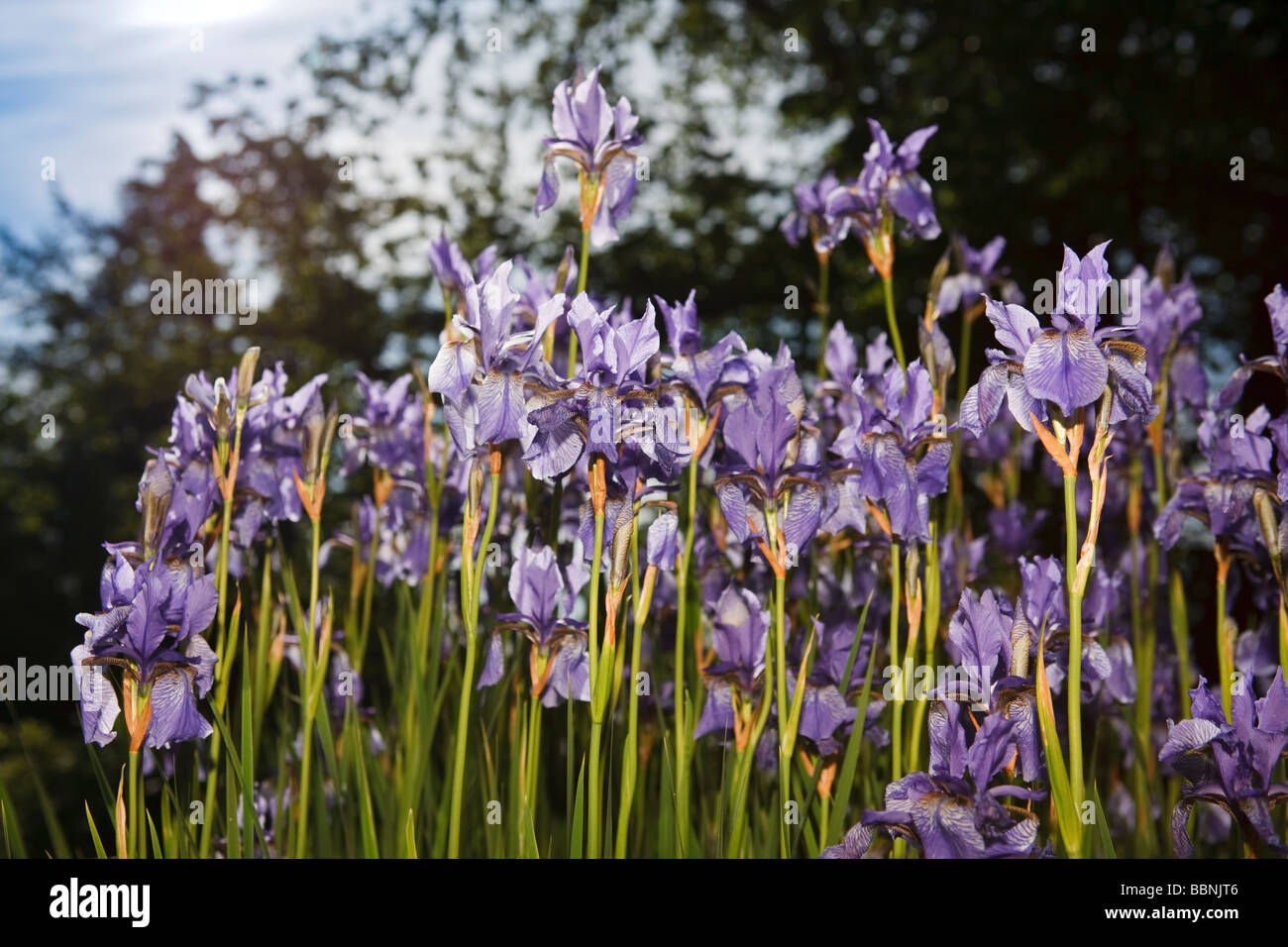 Iris zweifarbig -Fotos und -Bildmaterial in hoher Auflösung – Alamy
