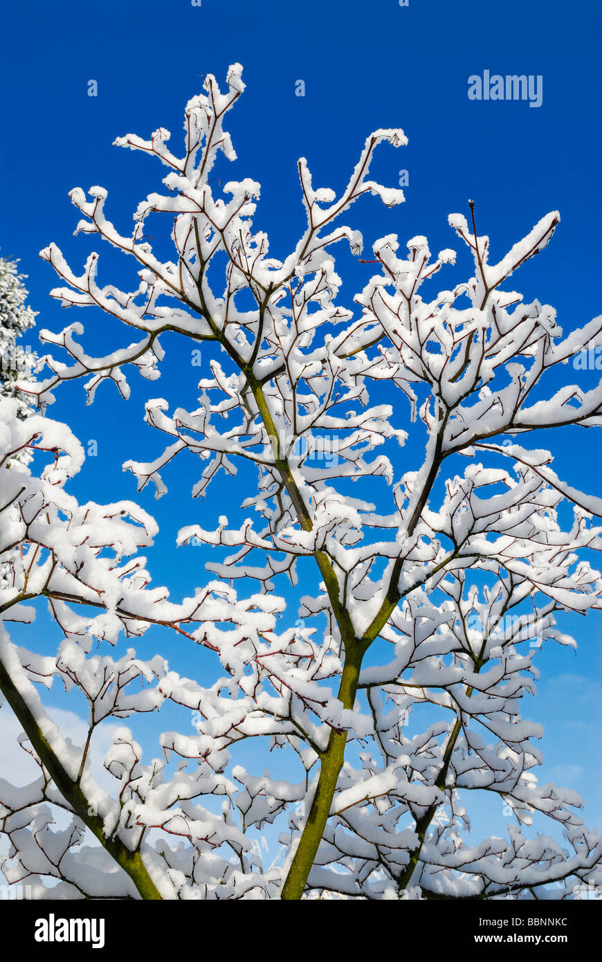 Voller schnee -Fotos und -Bildmaterial in hoher Auflösung – Alamy