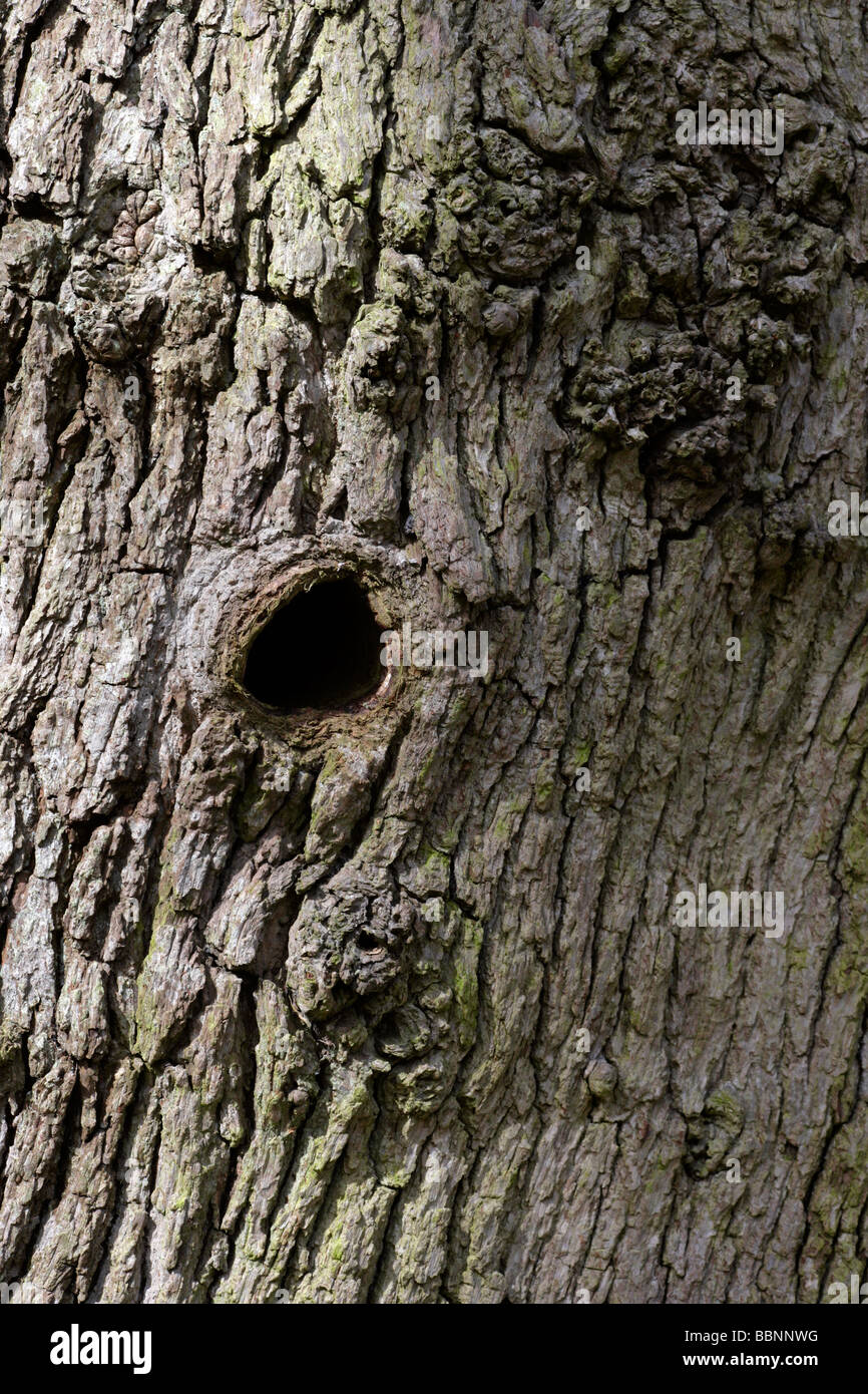 Baum mit spechtloch -Fotos und -Bildmaterial in hoher Auflösung – Alamy